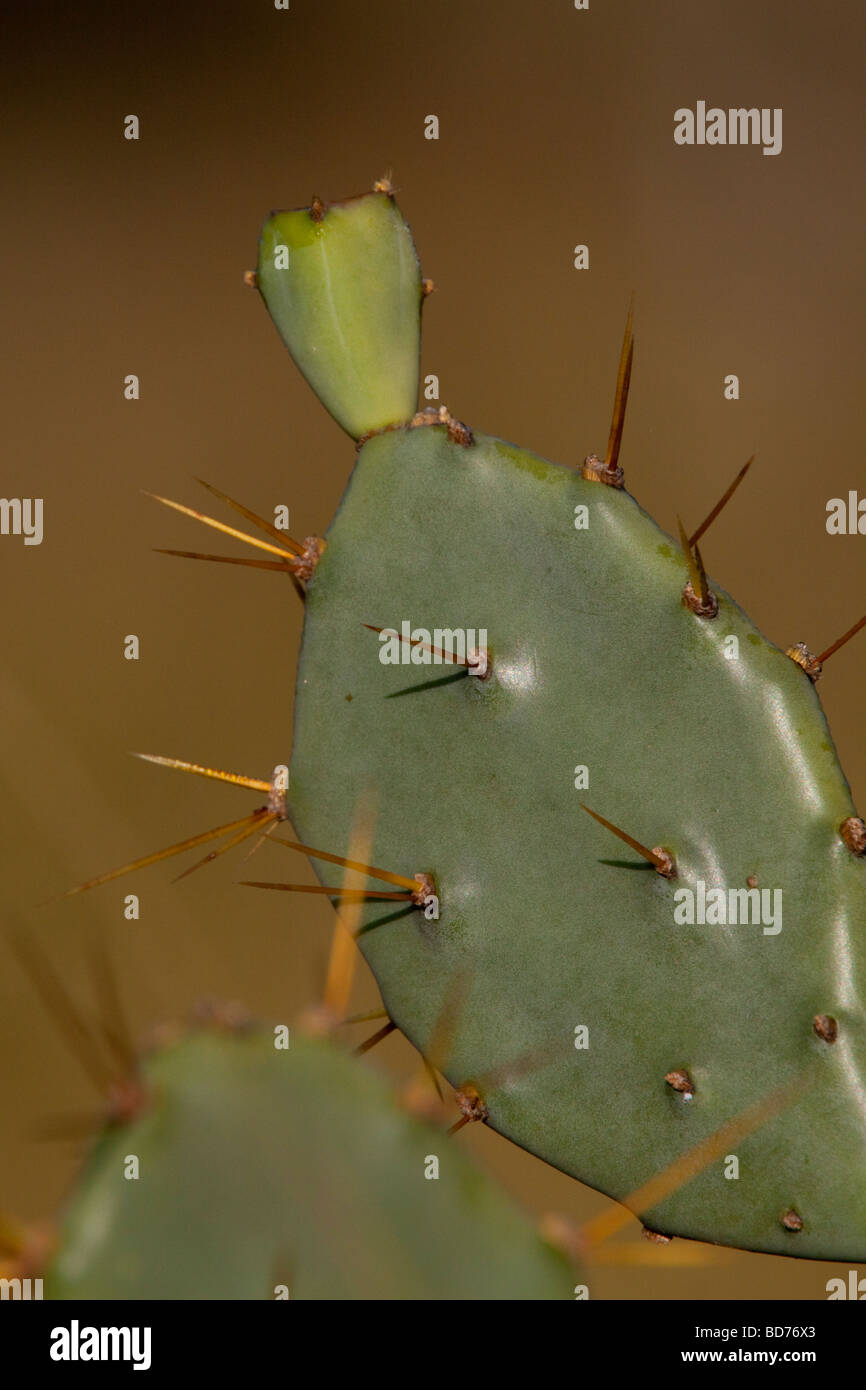 Cactus alien invader plant at Hluhluwe-Imfolozi Game Reseve, Kwazulu ...