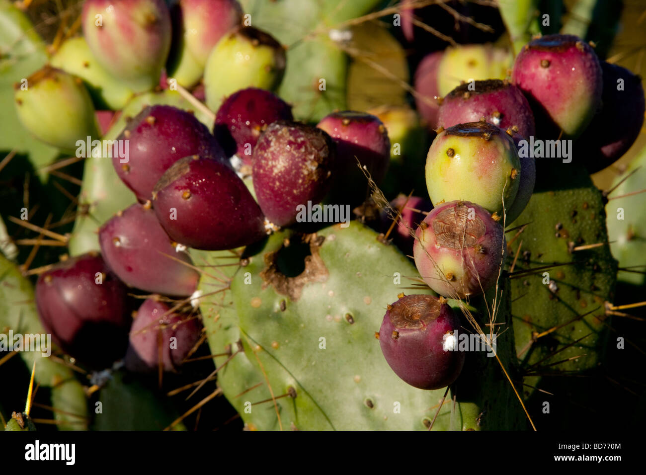 Cactus alien invader plant at Hluhluwe-Imfolozi Game Reseve, Kwazulu ...