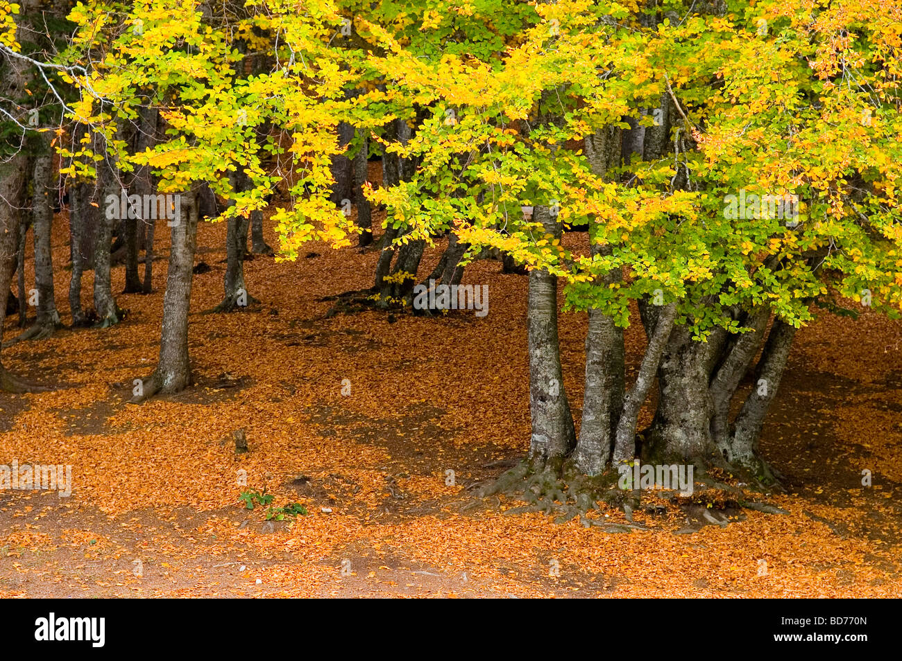 a nice autumn day in the park Stock Photo - Alamy