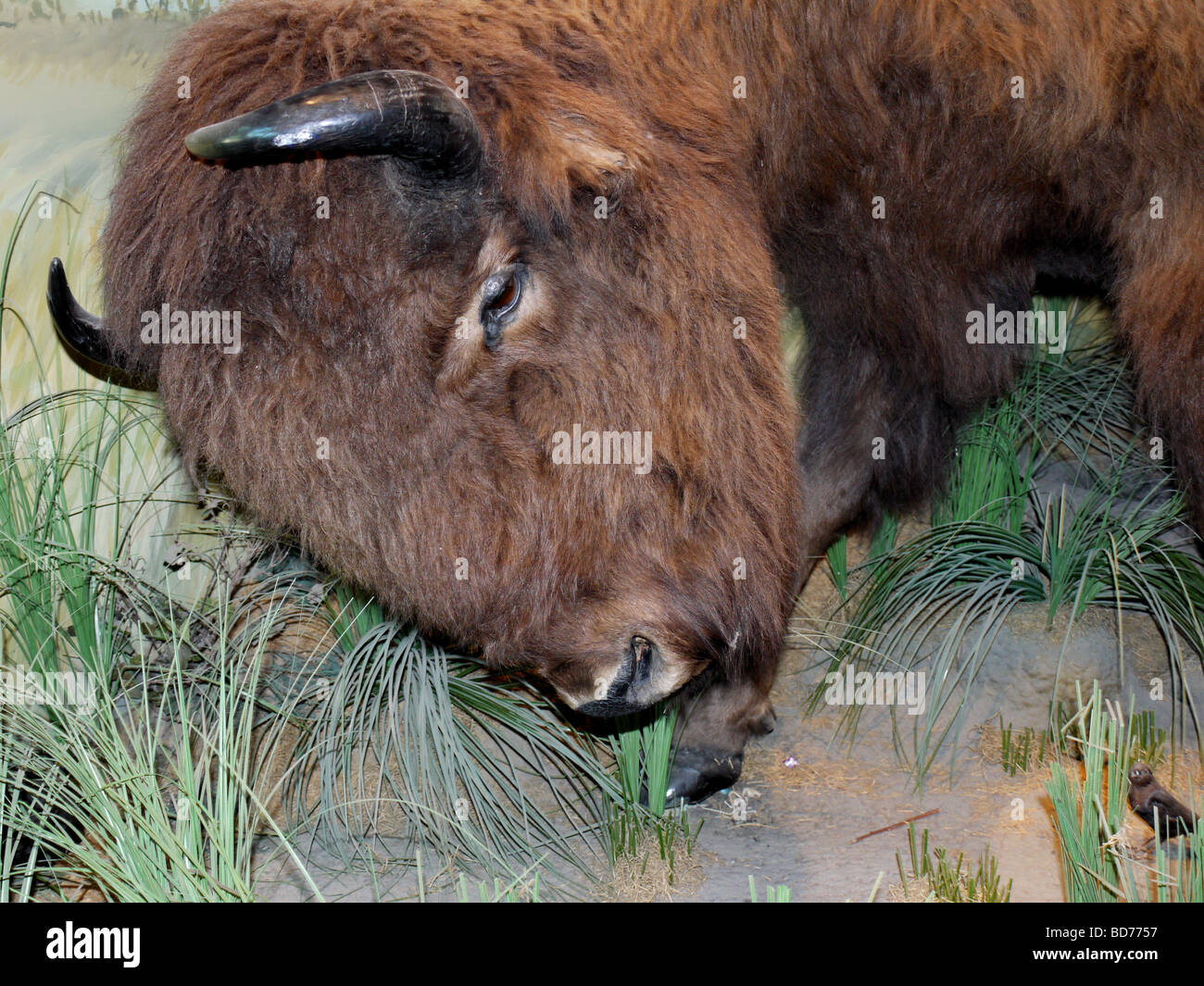 Buffalo exhibit at Fort Calgary Mountie Museum in Calgary, the largest ...