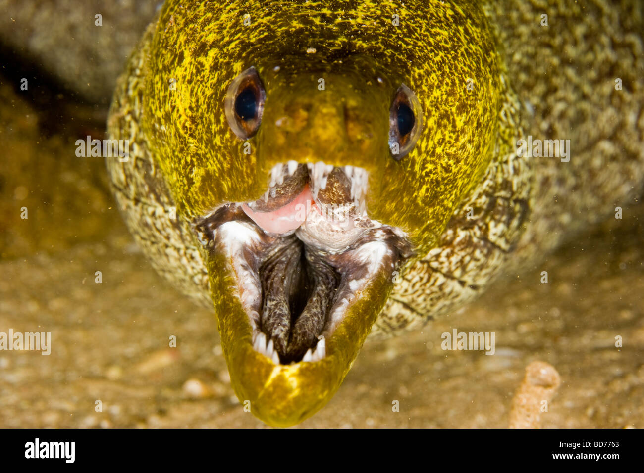 Speckled moray eel hi-res stock photography and images - Alamy