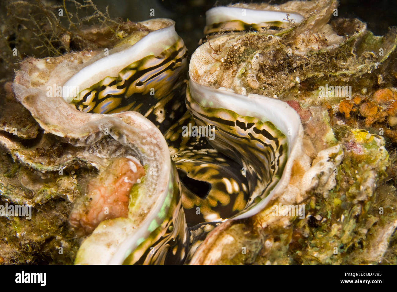 Giant Clam (Tridacna gigas Stock Photo - Alamy