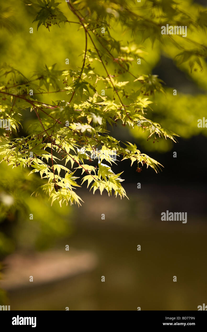 Japan, Japanese, maple, tree Stock Photo - Alamy