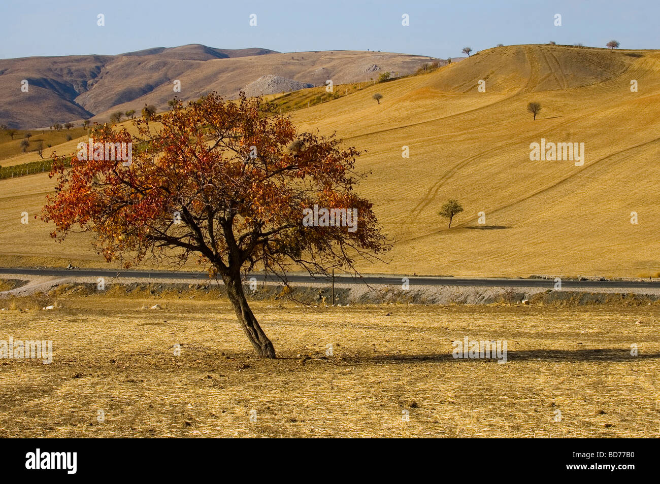 Tree in the field at autumn in central Turkey Stock Photo - Alamy