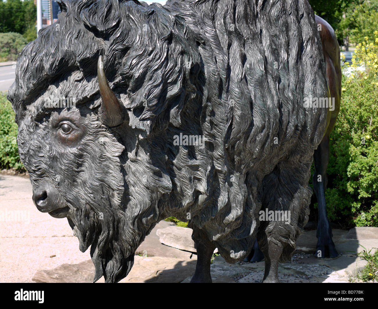 Bronze buffalo in Calgary which is the largest city in the Province of ...