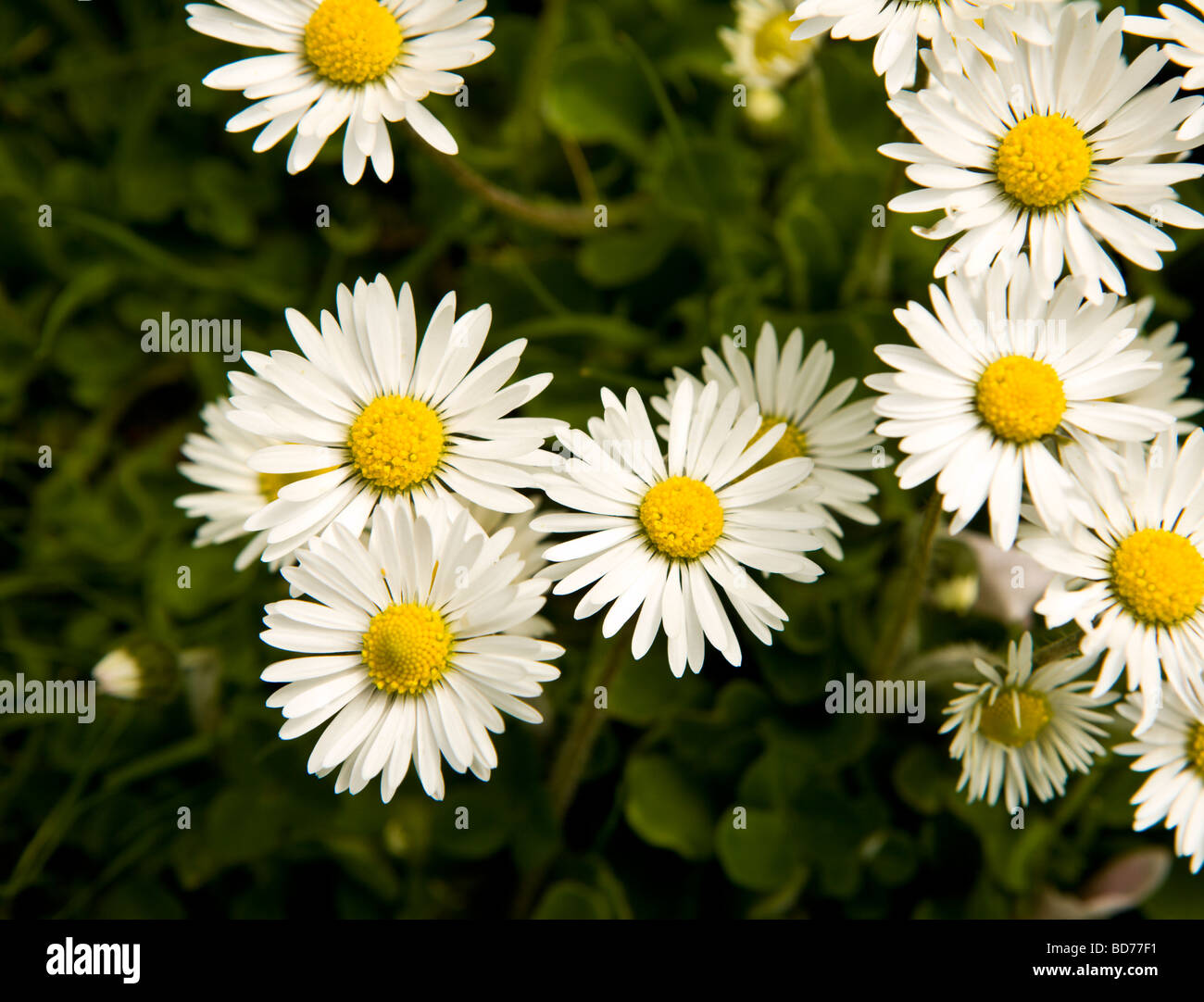 Daisies in the garden Stock Photo - Alamy