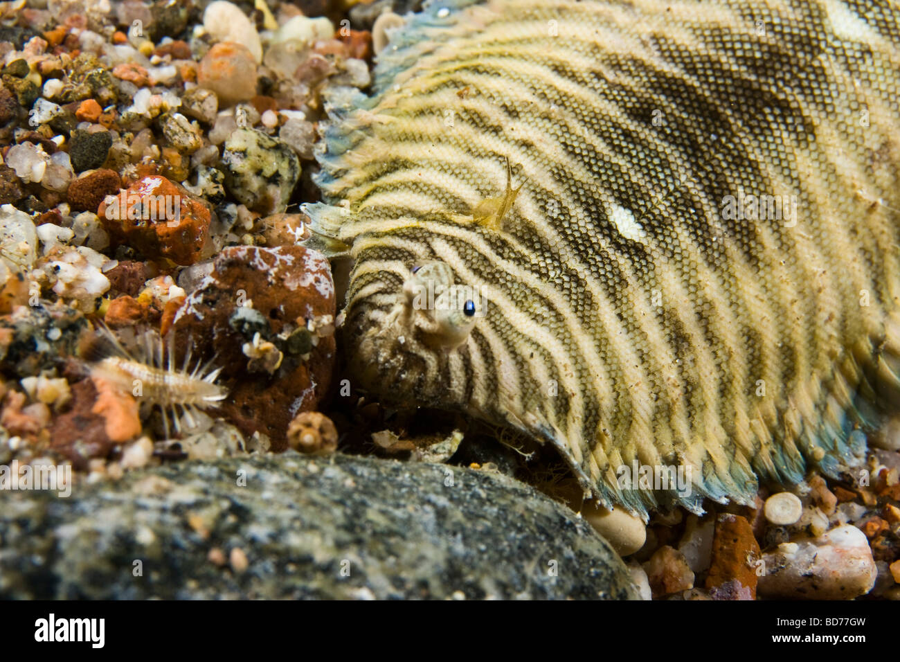 Moses sole (Pardachirus marmoratus Stock Photo - Alamy