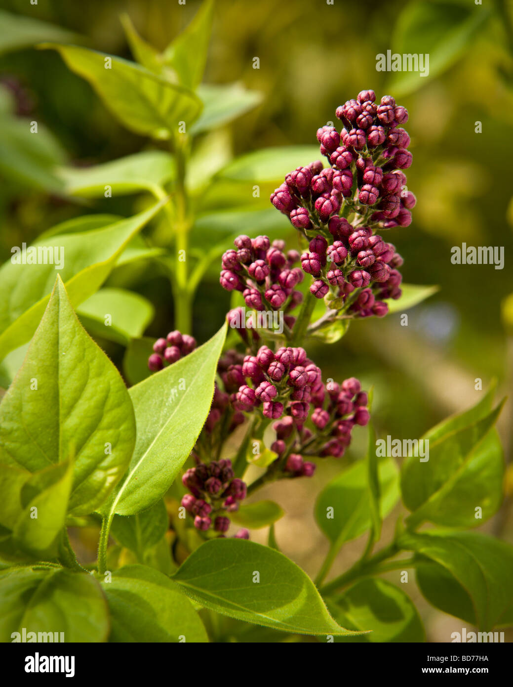 Lilac buds hi-res stock photography and images - Alamy
