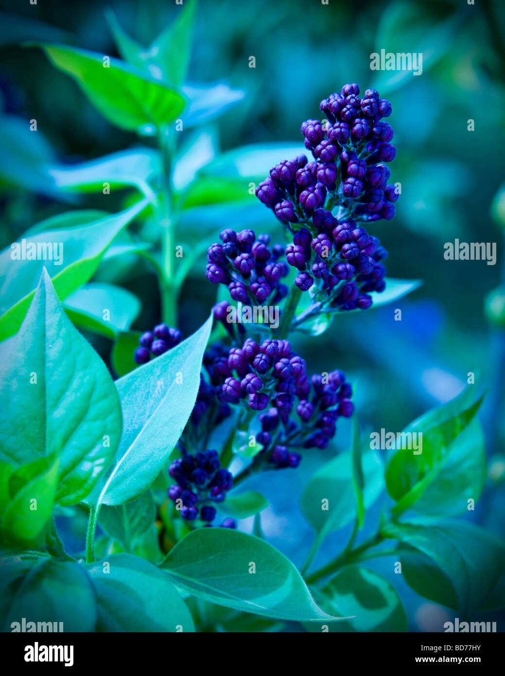Syringa buds hi-res stock photography and images - Alamy