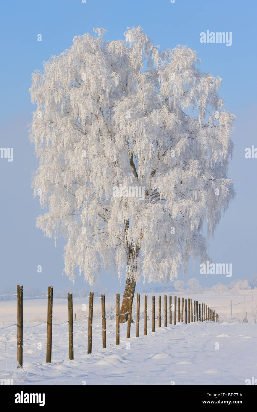 Frozen Tree in winter Stock Photo - Alamy