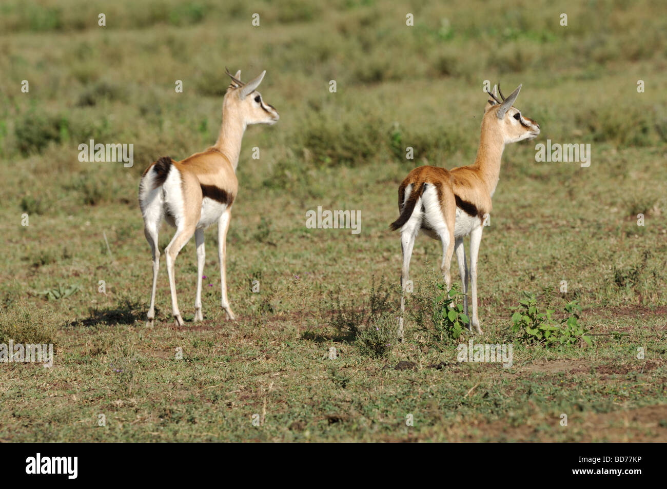 Thomsons gazelle on the african savanna hi-res stock photography and ...