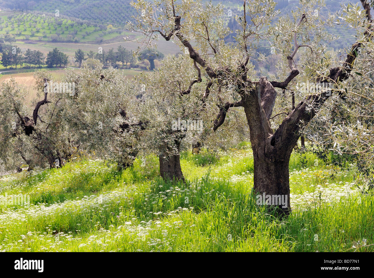 Springtime among the olive groves Stock Photo - Alamy