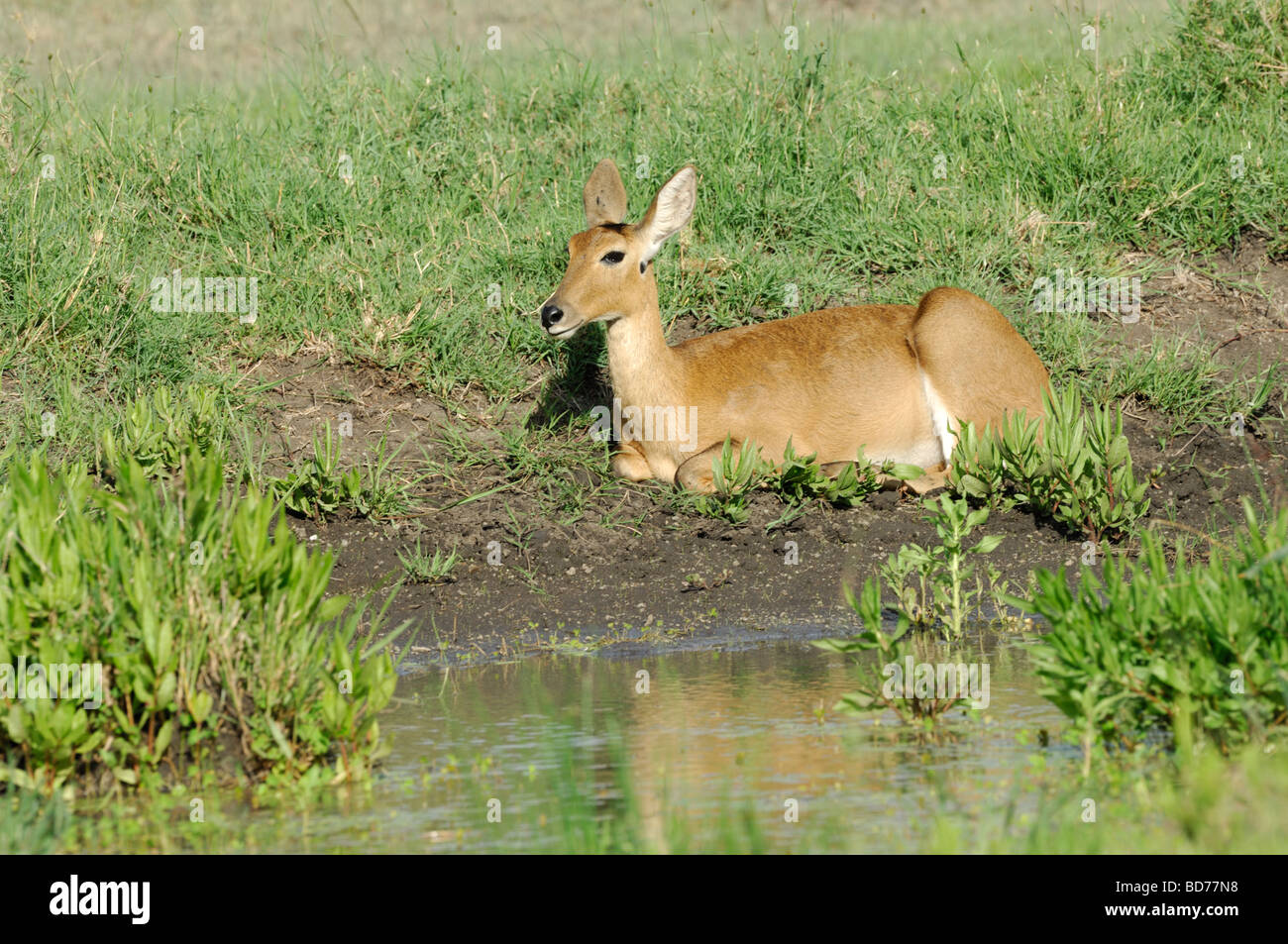 Stock photo of a female reedbuck, Serengeti National Park, Tanzania ...