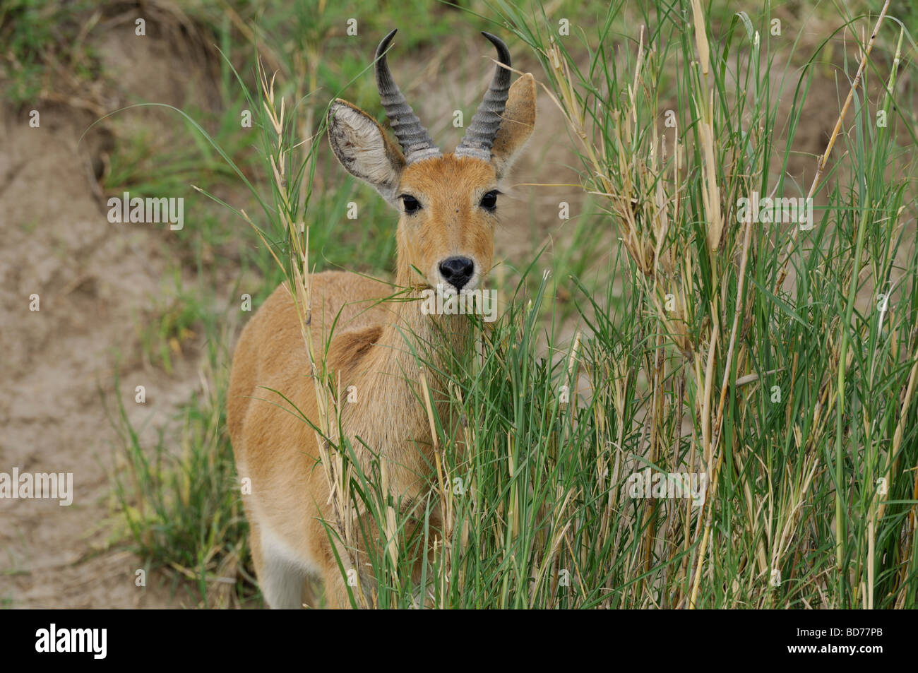 Male reedbuck hi-res stock photography and images - Alamy