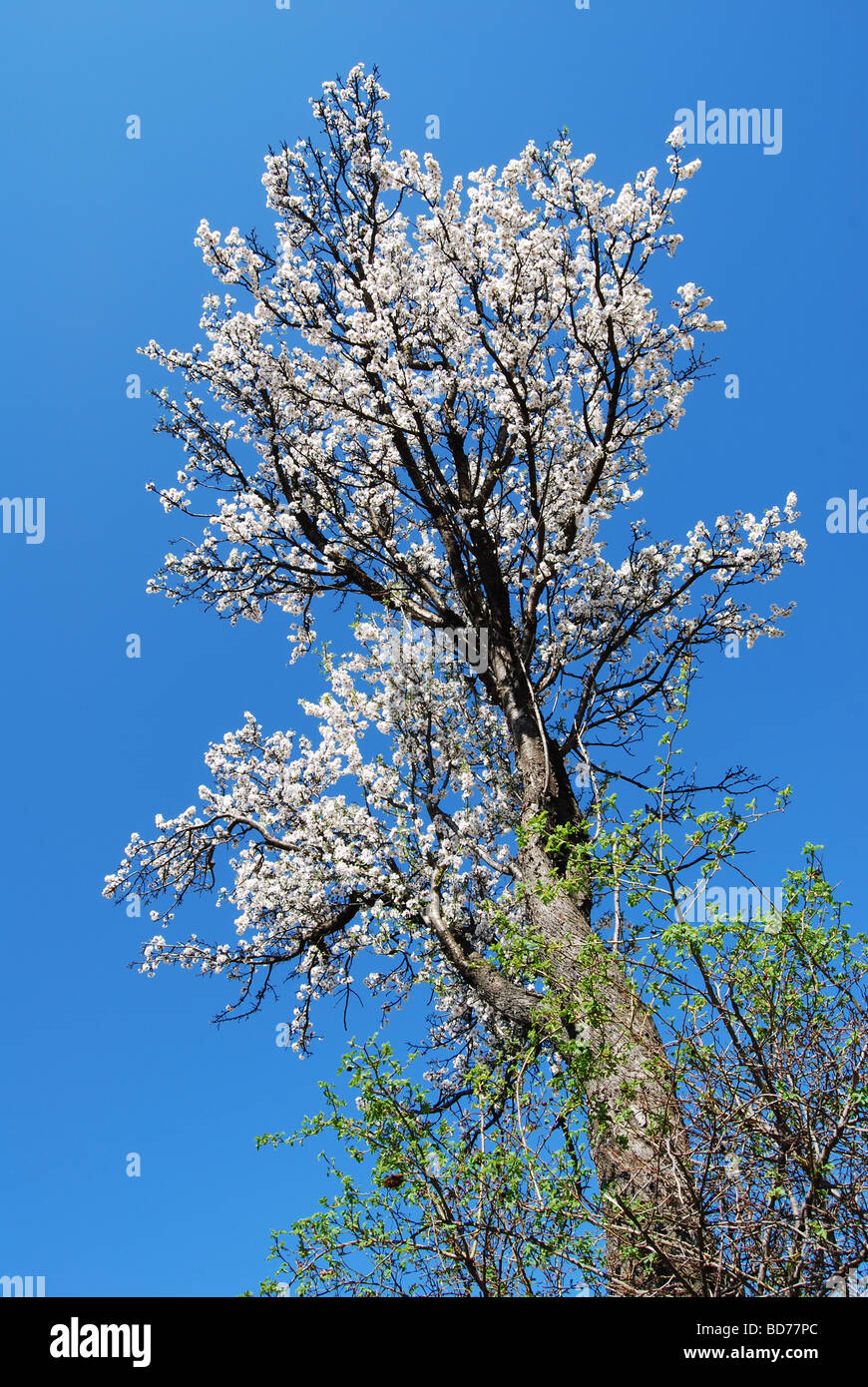 Spring tree on blue sky background Stock Photo - Alamy