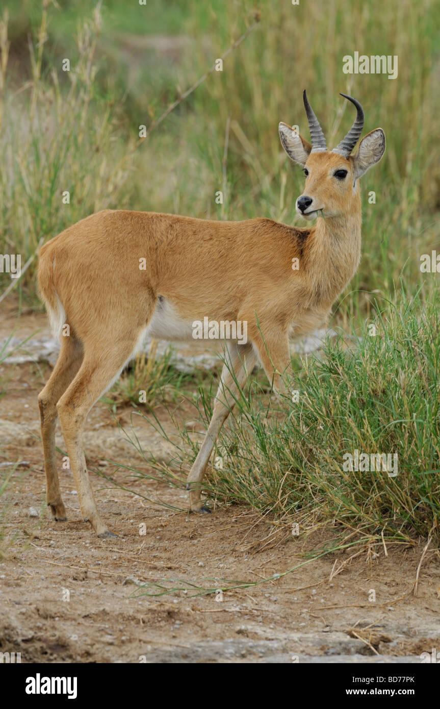 Male reedbuck hi-res stock photography and images - Alamy