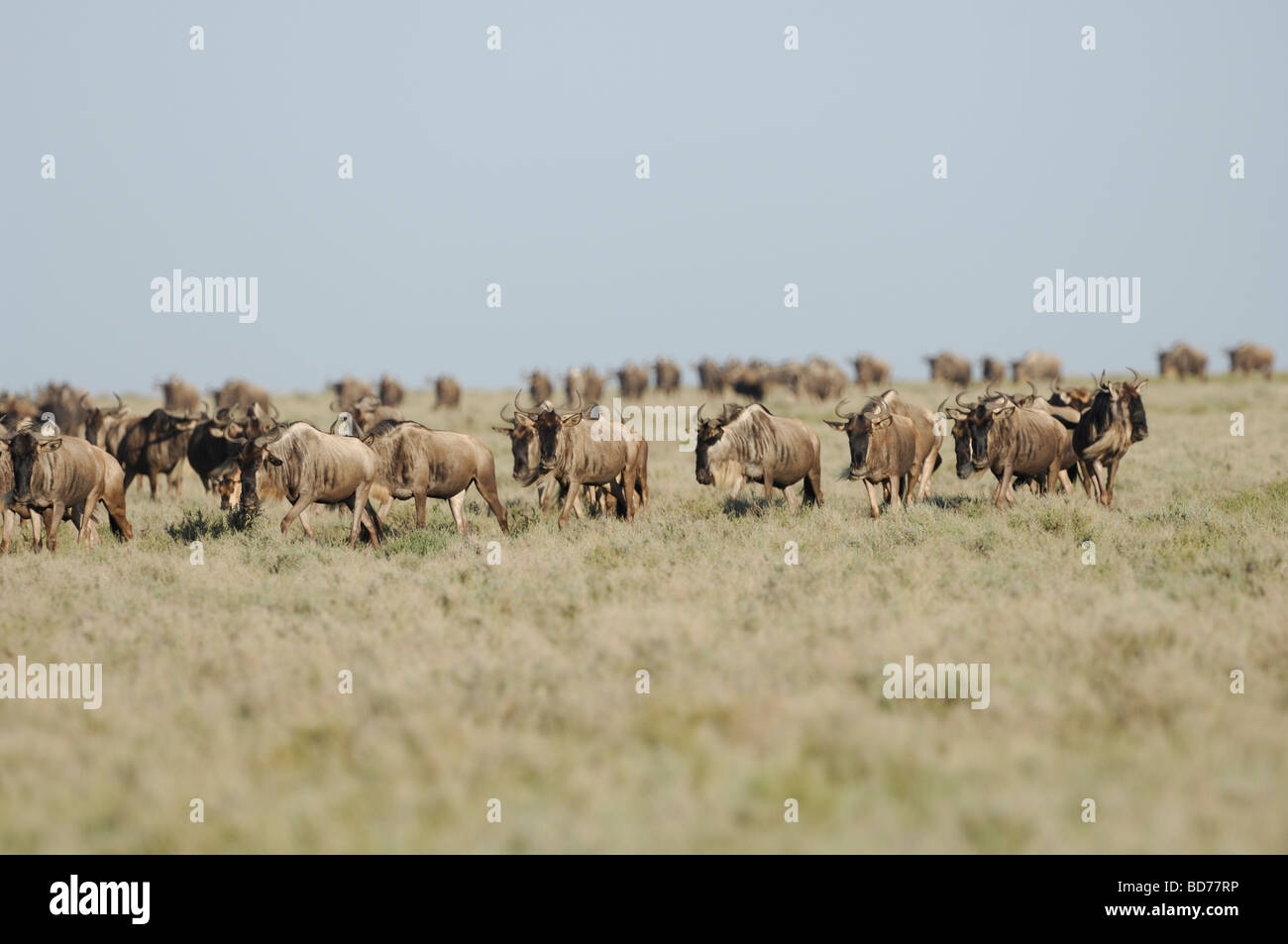 Stock photo of the great wildebeest migration, Ndutu, southern ...