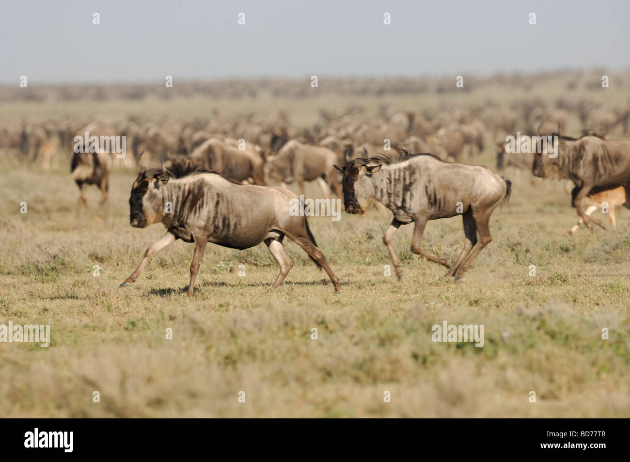 Stock photo of the great wildebeest migration, Ndutu, southern ...