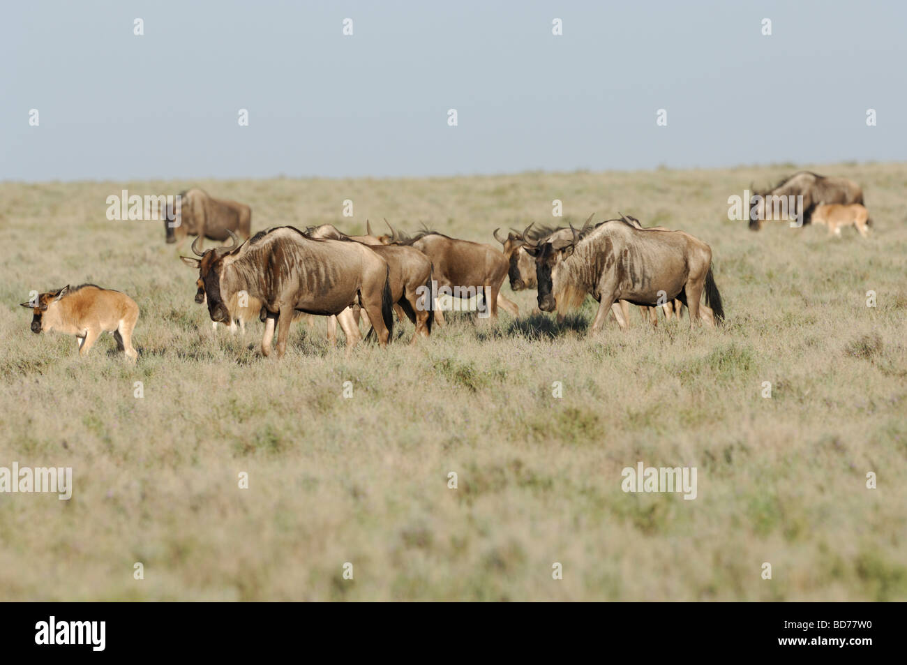 Ndutu migration hi-res stock photography and images - Alamy