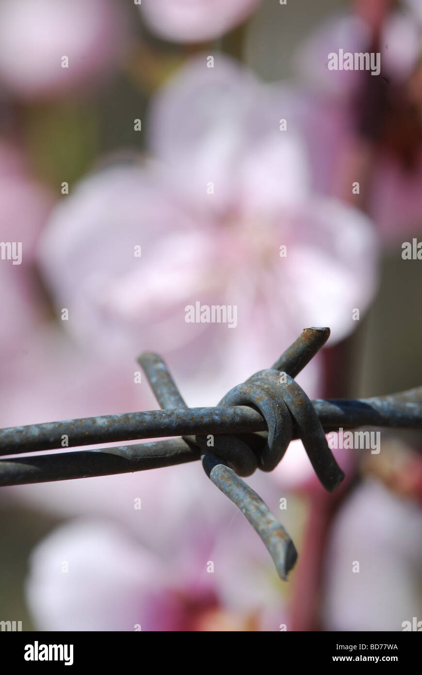 Barbed wire on pink blossom background Stock Photo - Alamy