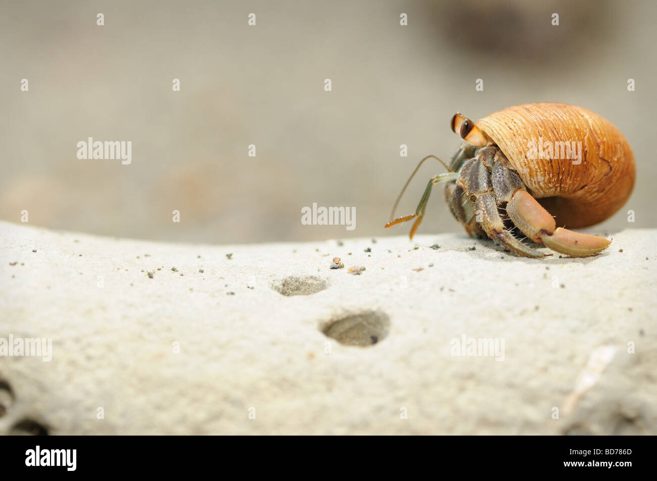 Hermit crab coenobita compressus hi-res stock photography and images ...