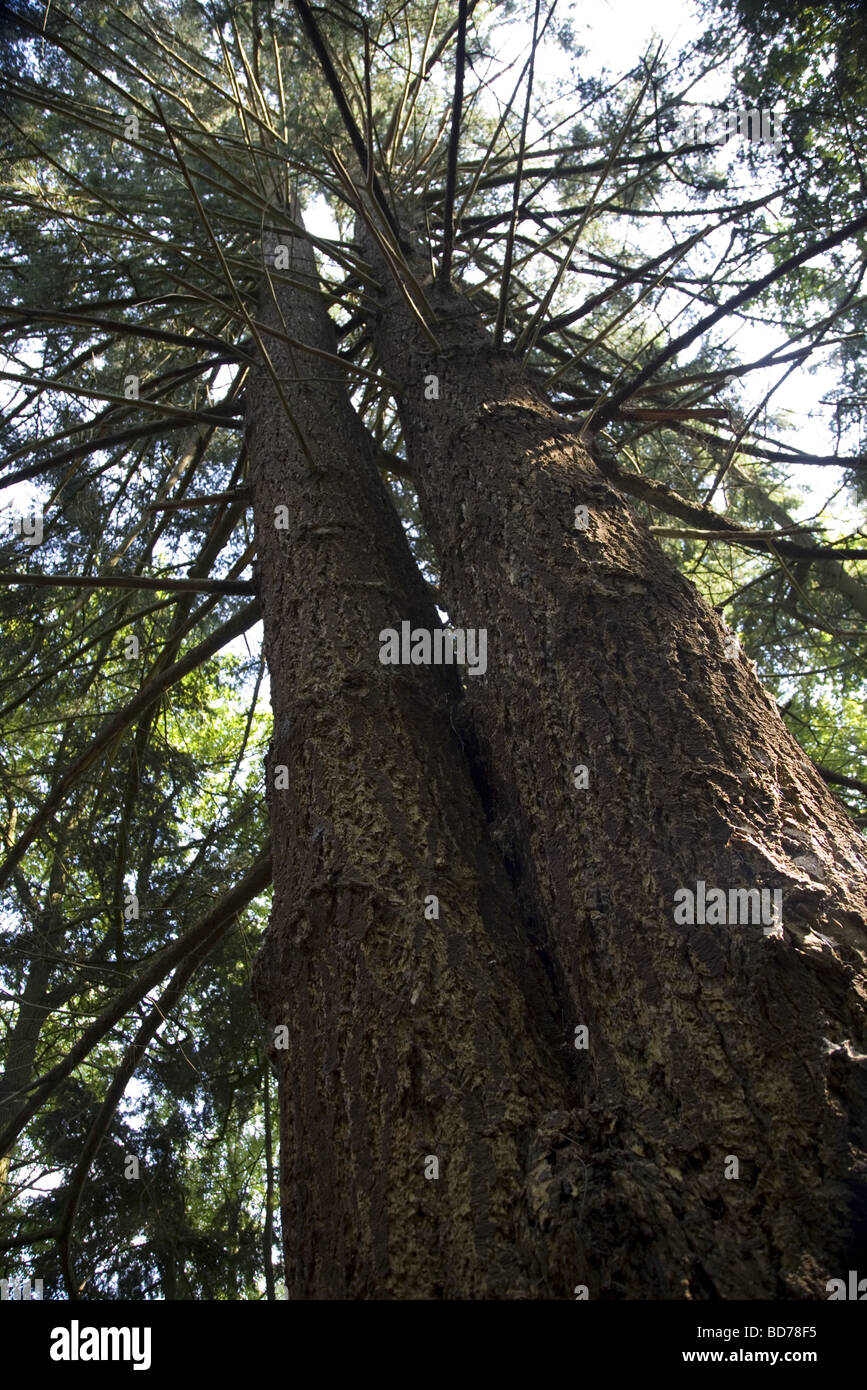 Double Trunk Tree High Resolution Stock Photography and Images - Alamy