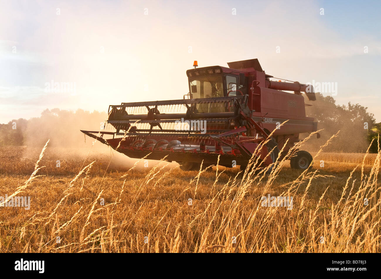 Case International 1660 combine harvester - harvesting crops and dust ...