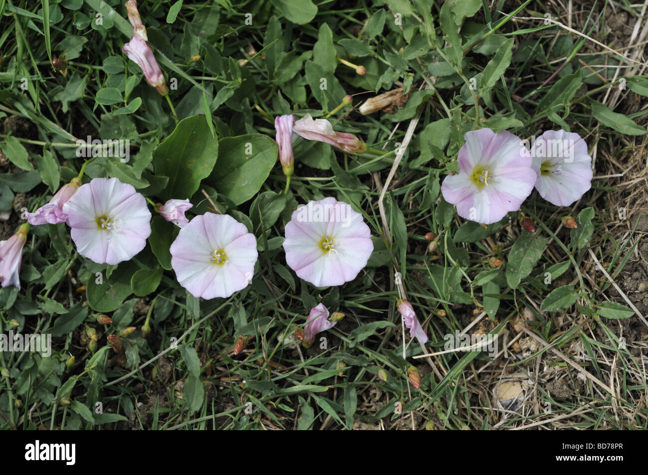 Convolvulus arvensis Field Bindweed Stock Photo - Alamy Convolvulus arvensis Field Bindweed Stock Photo - Alamy