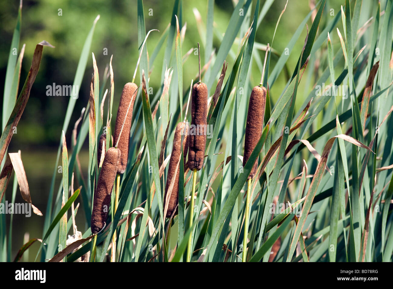The common cattail Typha latifolia Stock Photo - Alamy