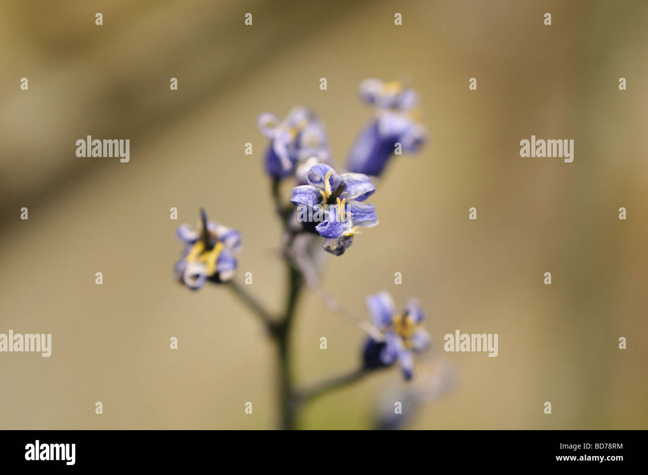 Wither flowers hi-res stock photography and images - Alamy