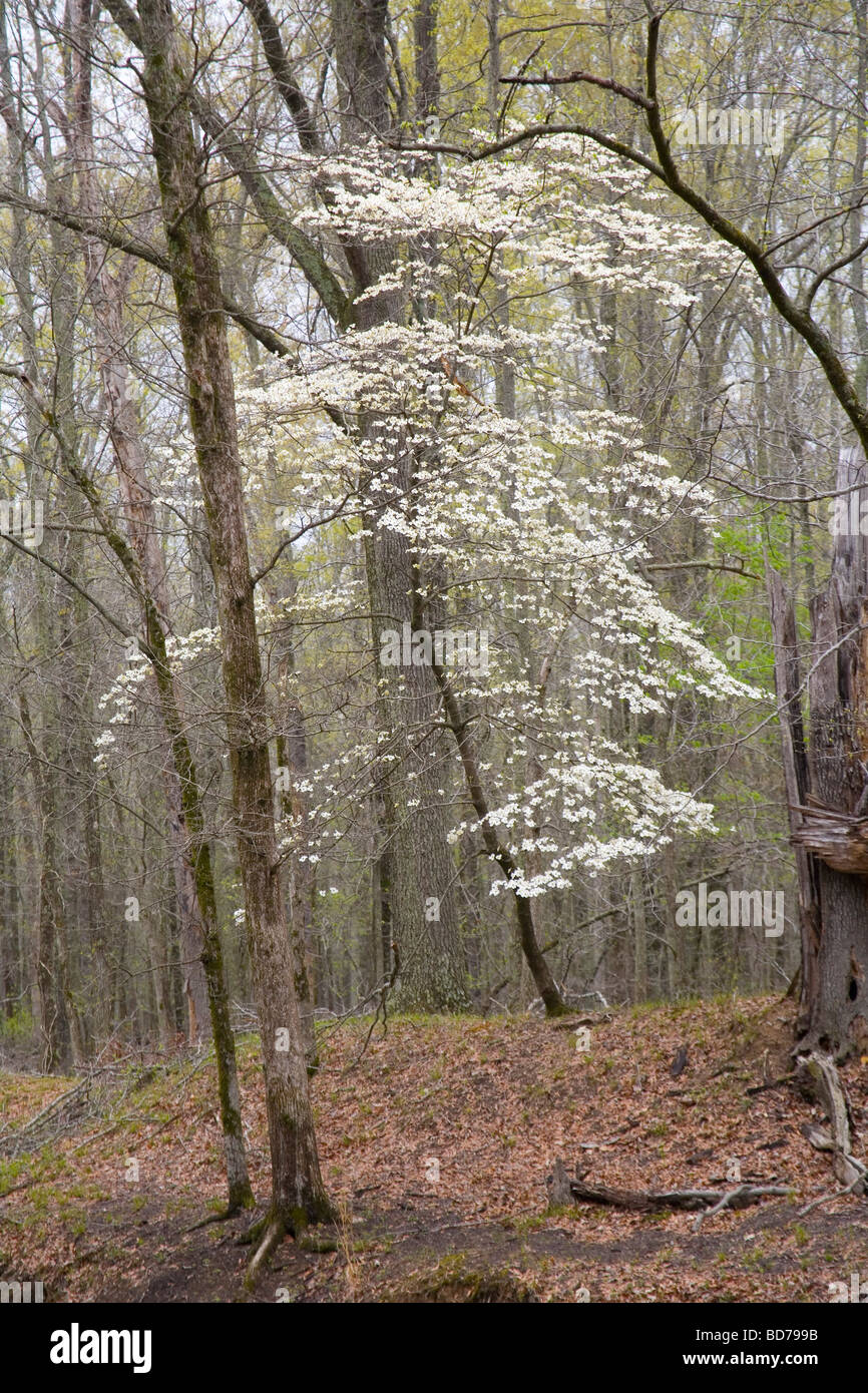 Mingo National Wildlife Refuge Stock Photo - Alamy
