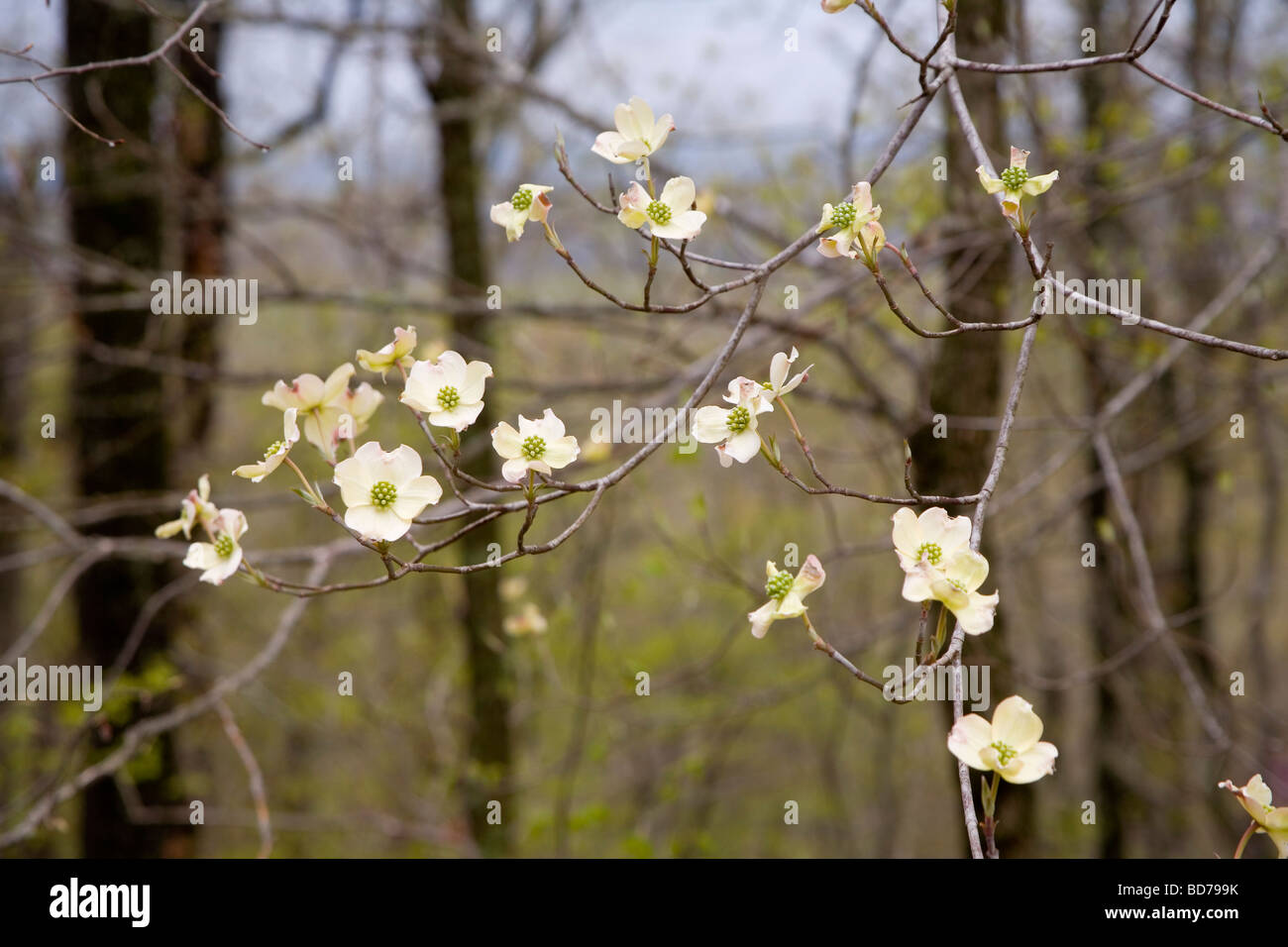 Mingo National Wildlife Refuge Stock Photo - Alamy