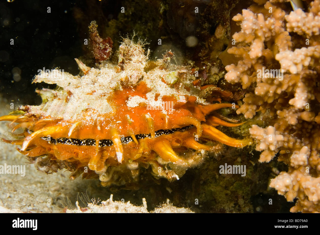 Spondylus cf. aurantius Stock Photo - Alamy