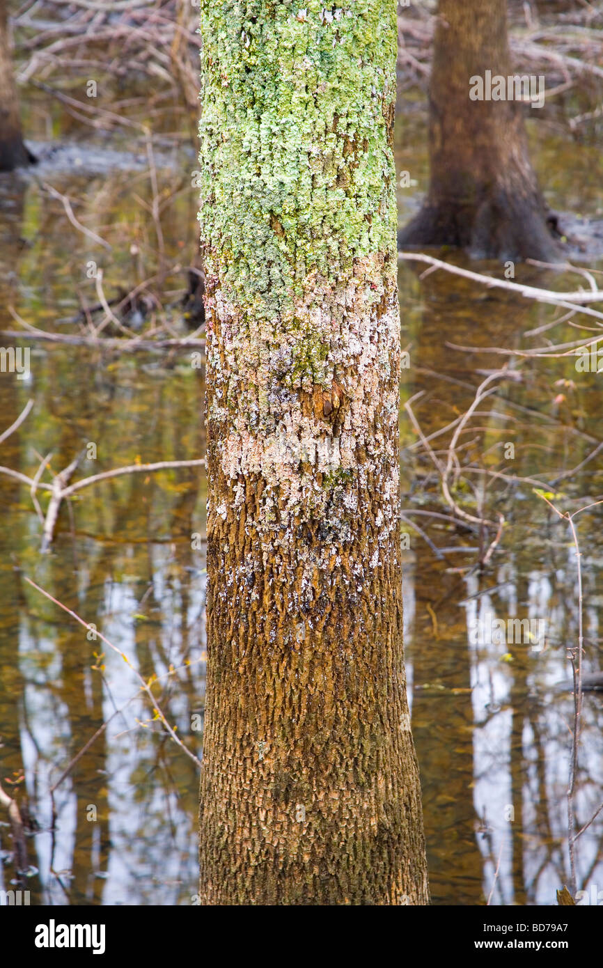 Mingo National Wildlife Refuge Stock Photo - Alamy