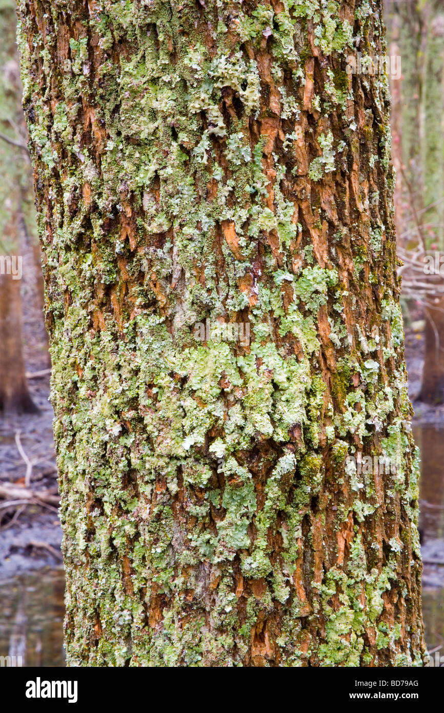 Mingo National Wildlife Refuge Stock Photo - Alamy