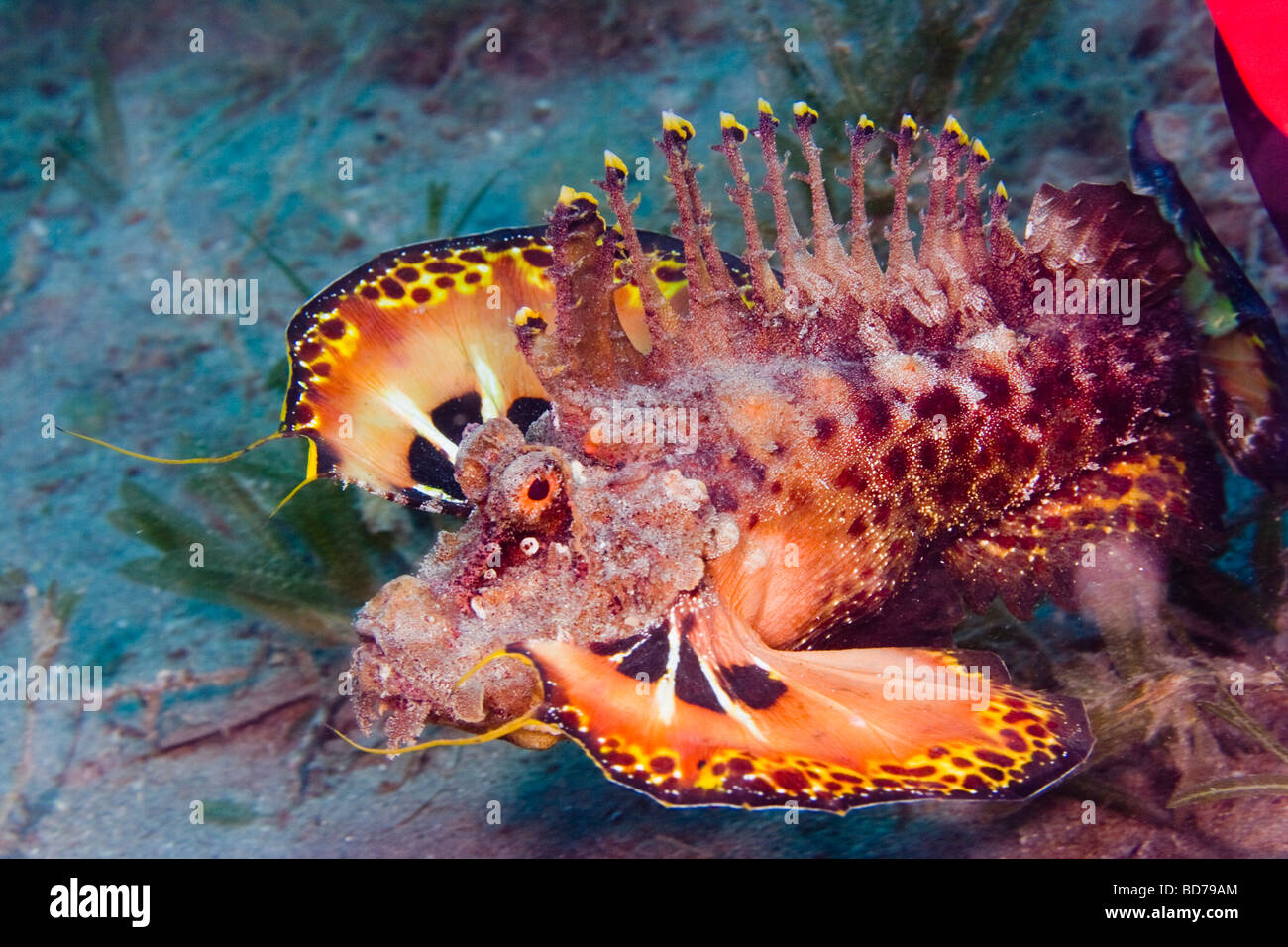Ghoul fish hi-res stock photography and images - Alamy