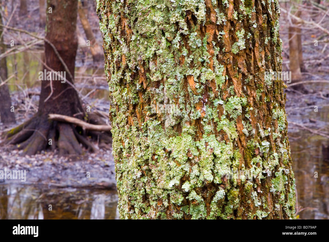 Mingo National Wildlife Refuge Stock Photo - Alamy