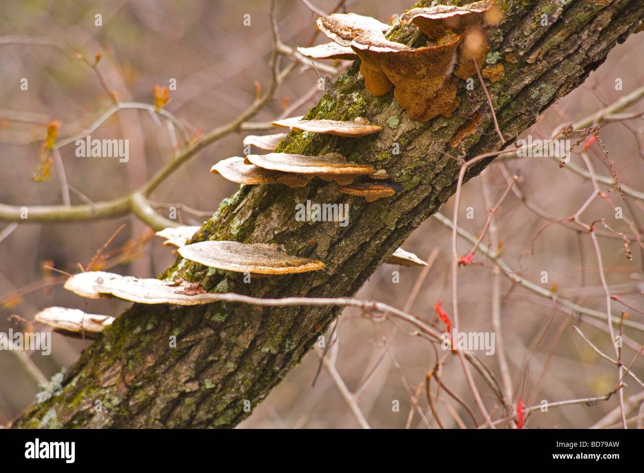 Mingo National Wildlife Refuge Stock Photo - Alamy