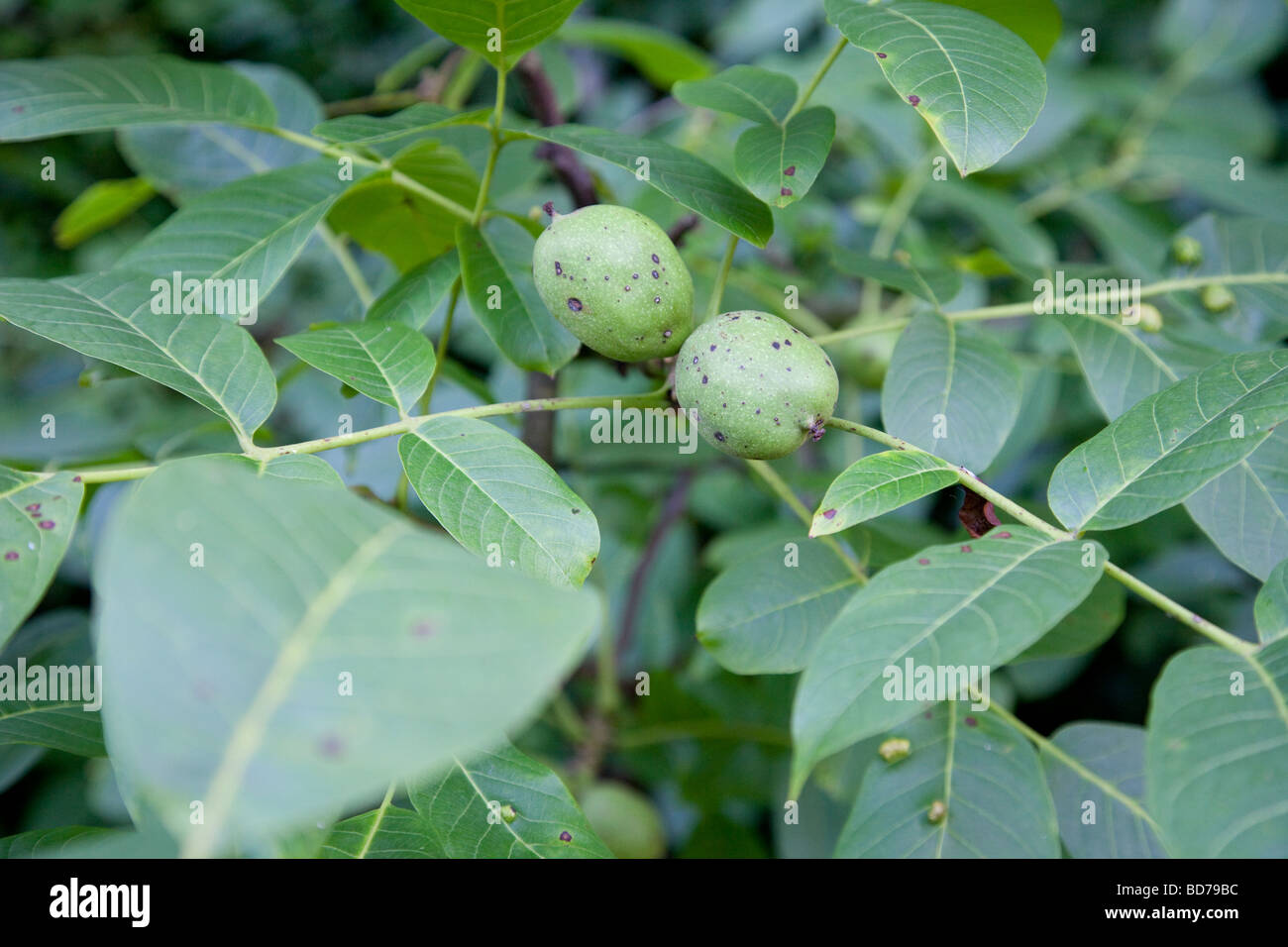 Walnuts growing on the tree hi-res stock photography and images - Alamy
