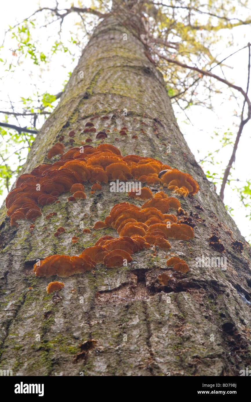 Mingo National Wildlife Refuge Stock Photo - Alamy