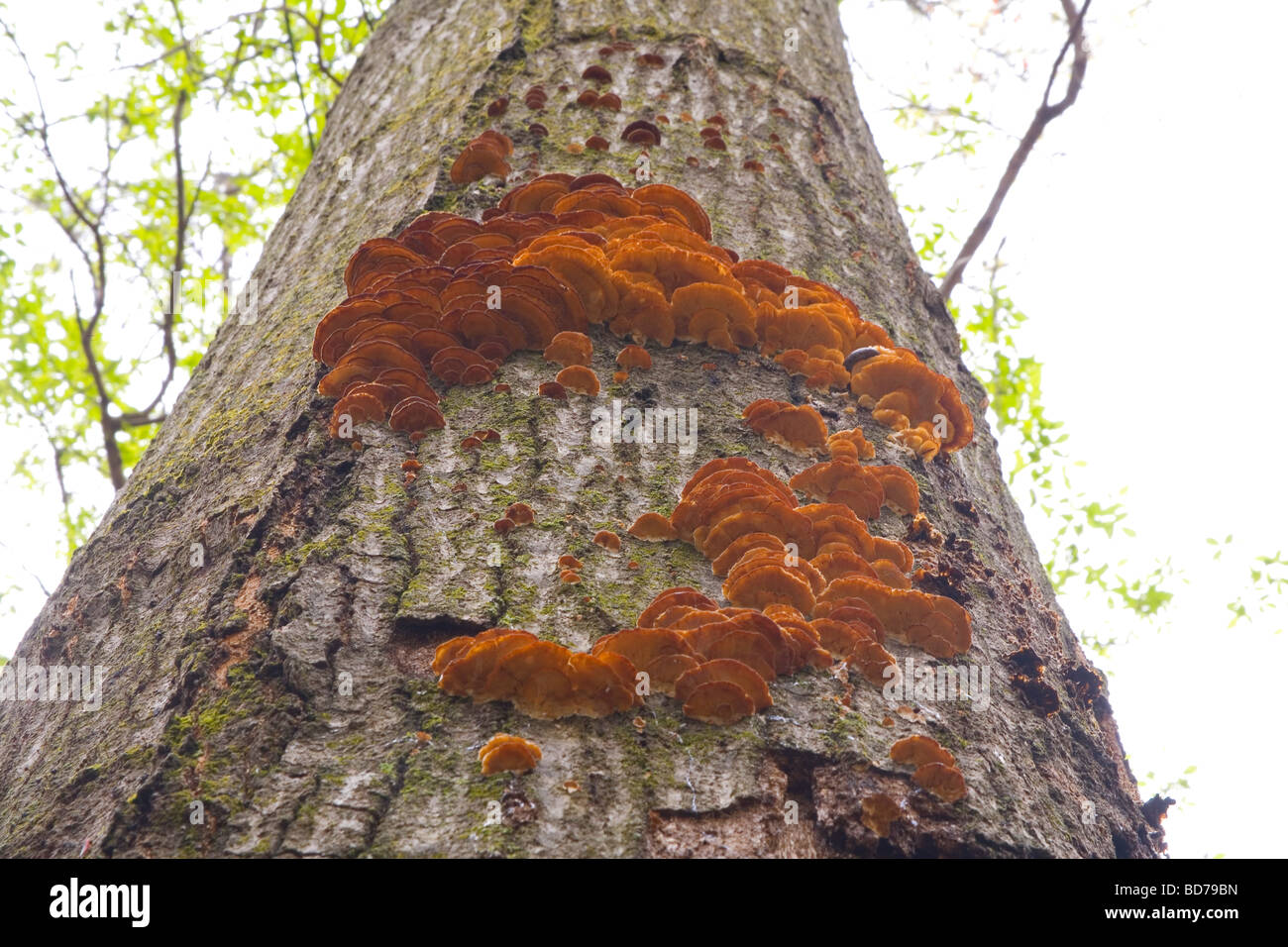 Mingo National Wildlife Refuge Stock Photo - Alamy
