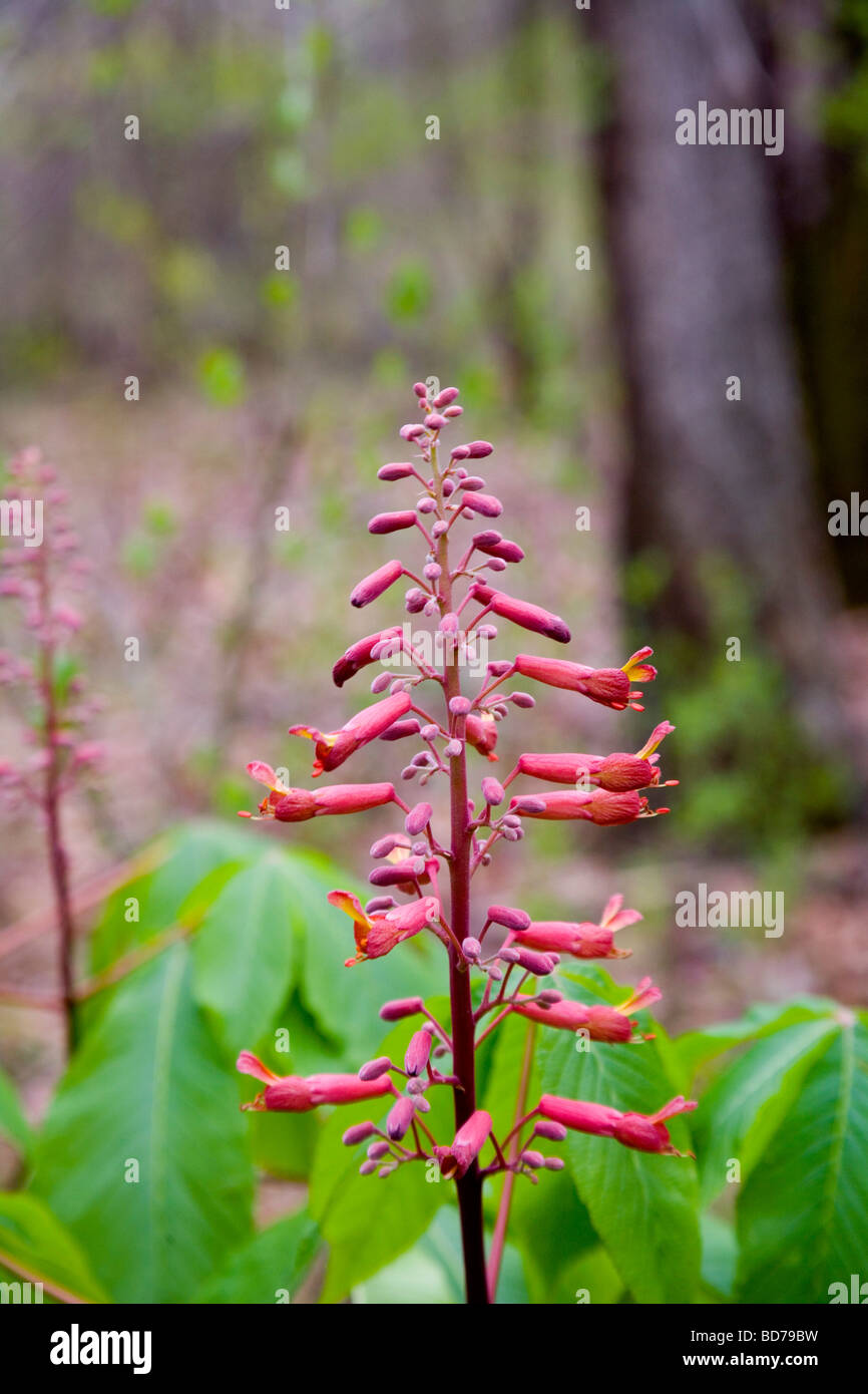 Mingo National Wildlife Refuge Stock Photo - Alamy