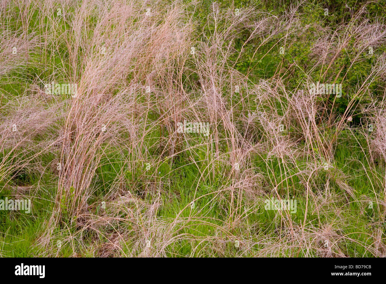 Mingo National Wildlife Refuge Stock Photo - Alamy