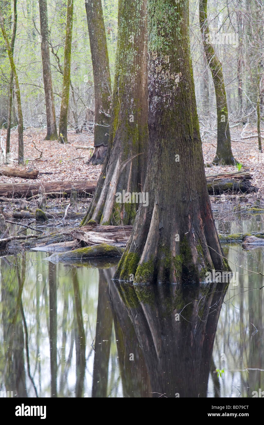 Mingo National Wildlife Refuge Stock Photo - Alamy