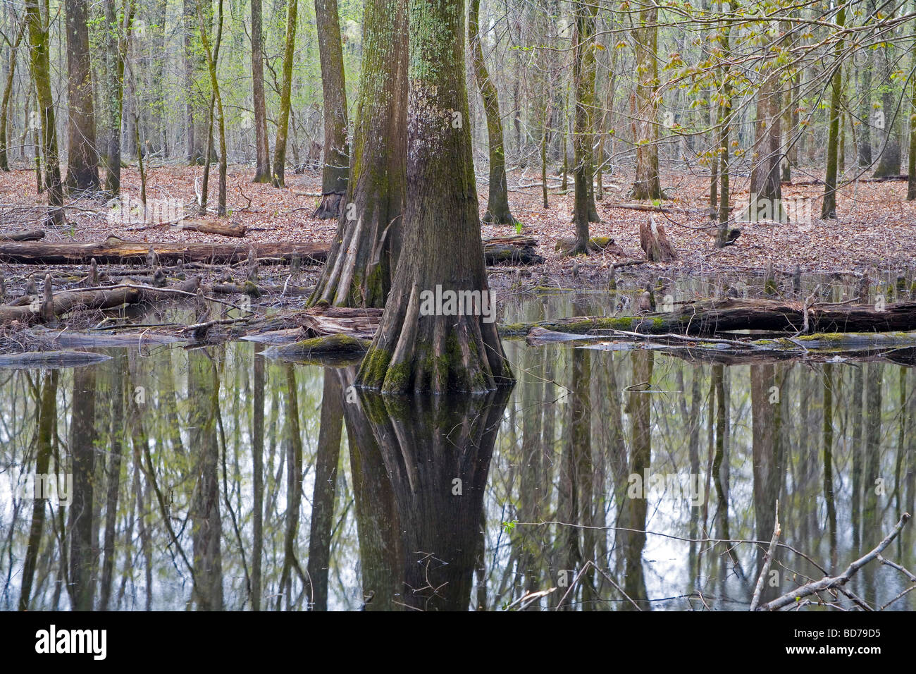 Mingo National Wildlife Refuge Stock Photo - Alamy
