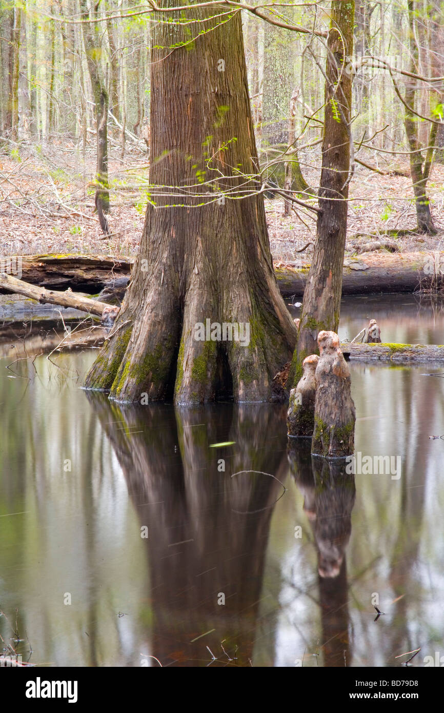 Mingo National Wildlife Refuge Stock Photo - Alamy