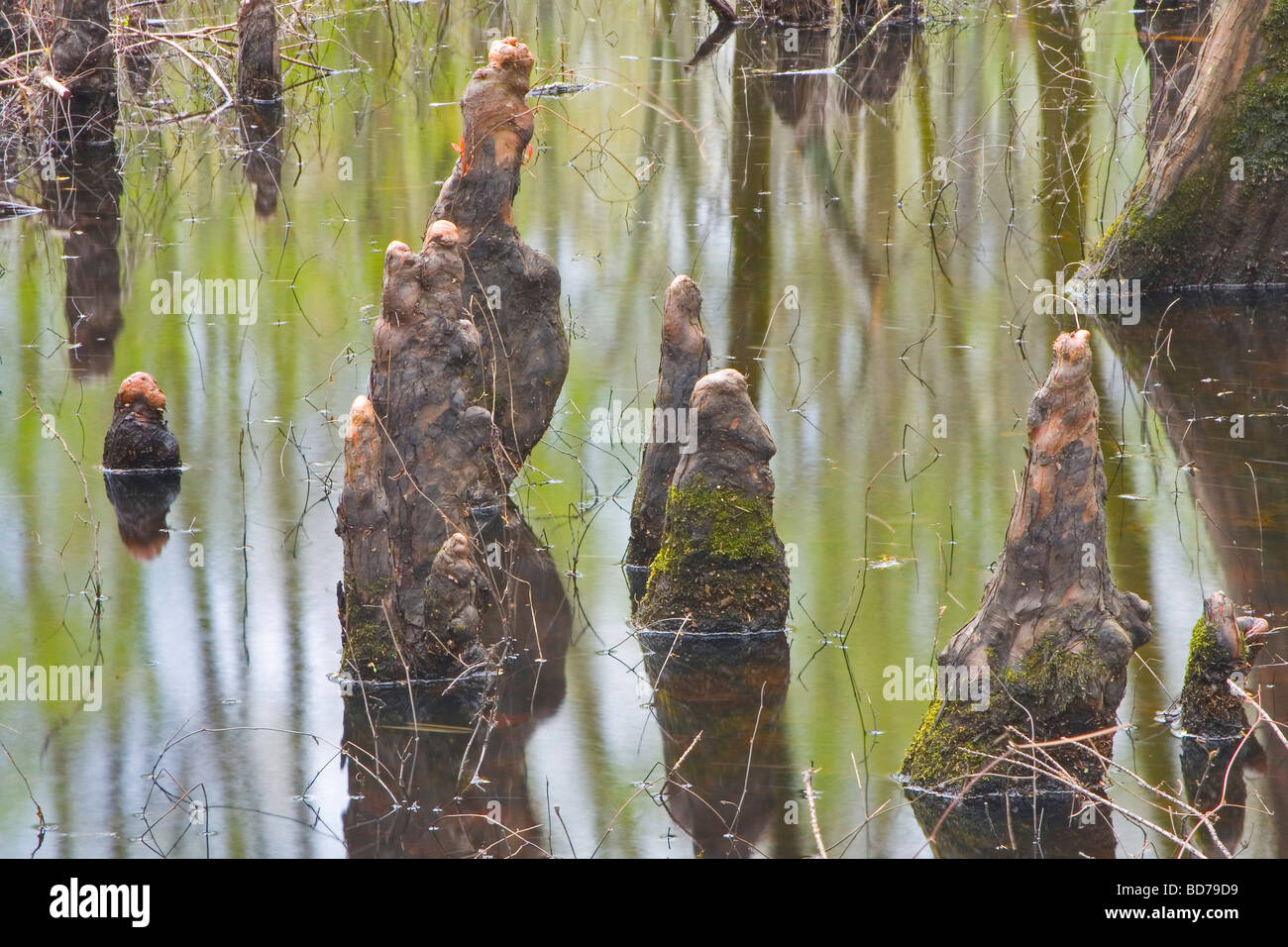 Mingo National Wildlife Refuge Stock Photo - Alamy