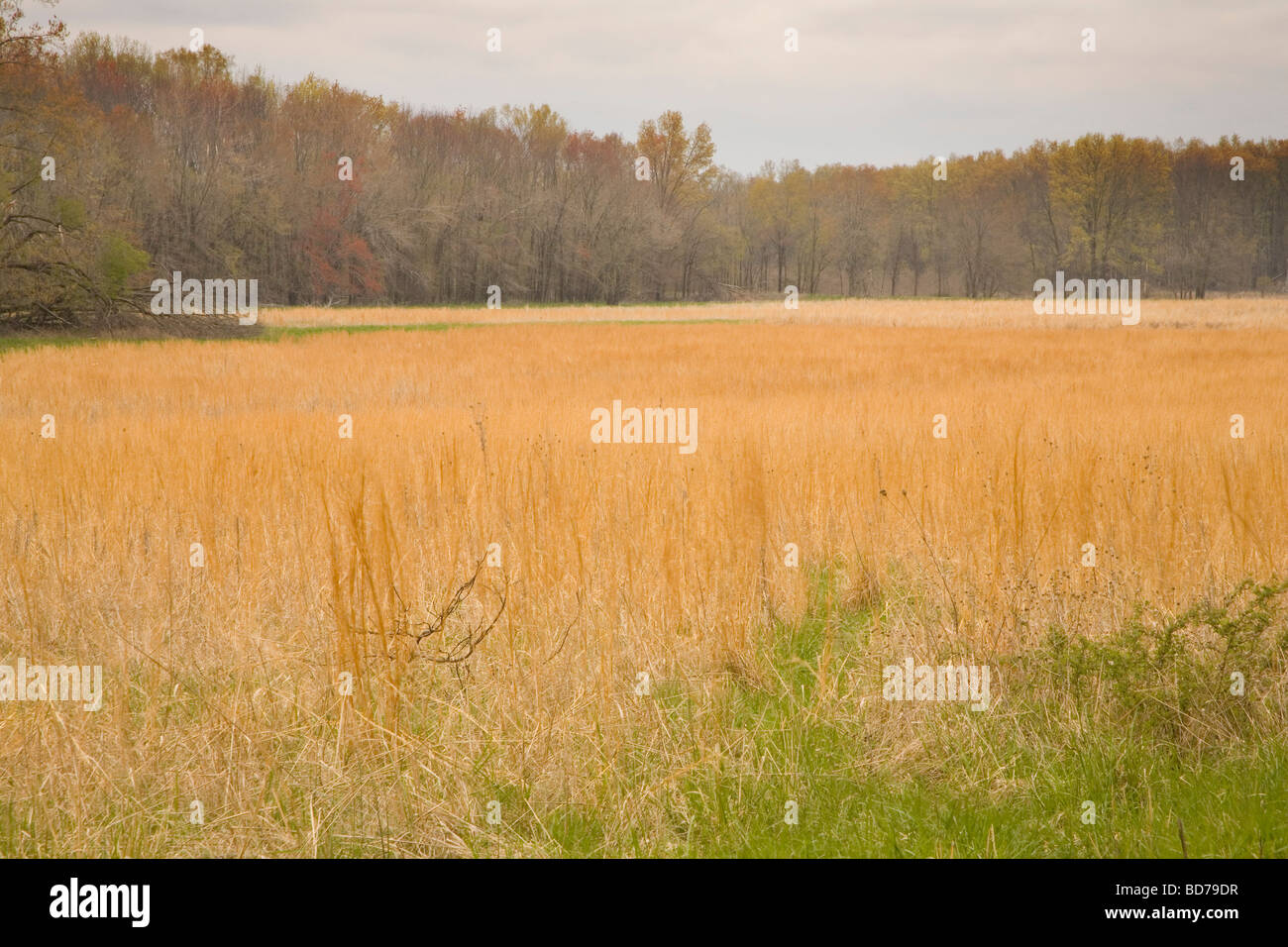 Mingo National Wildlife Refuge Stock Photo - Alamy