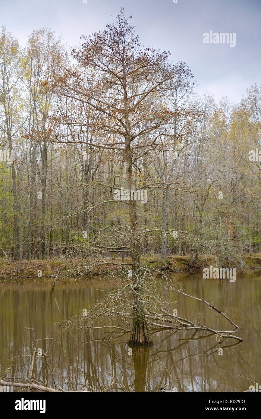 Mingo National Wildlife Refuge Stock Photo - Alamy