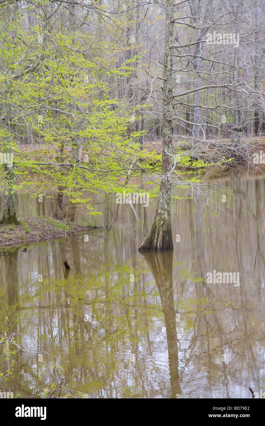 Mingo National Wildlife Refuge Stock Photo - Alamy